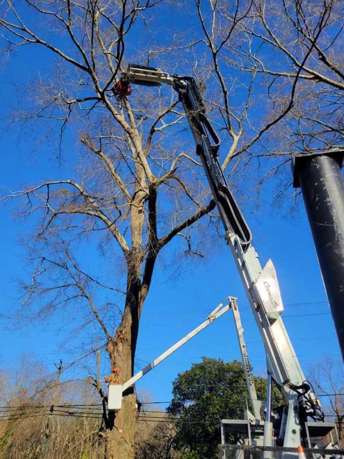 Tree Removal Company in Birmingham, AL - Tree Services : Precision Tree ...